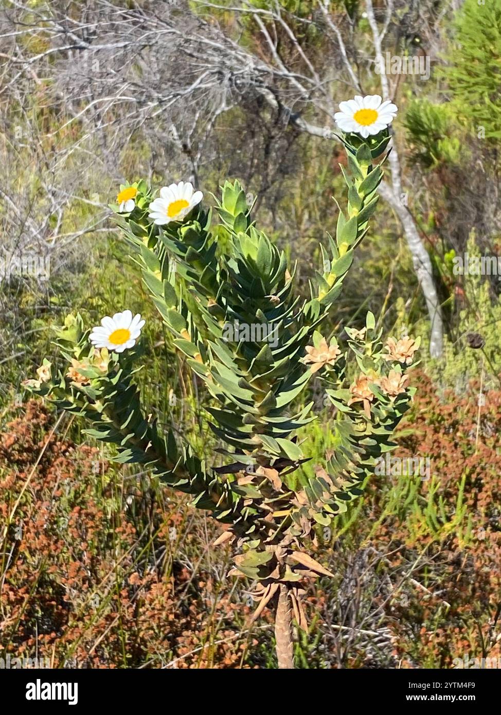 Osmitopsis hi-res stock photography and images - Alamy