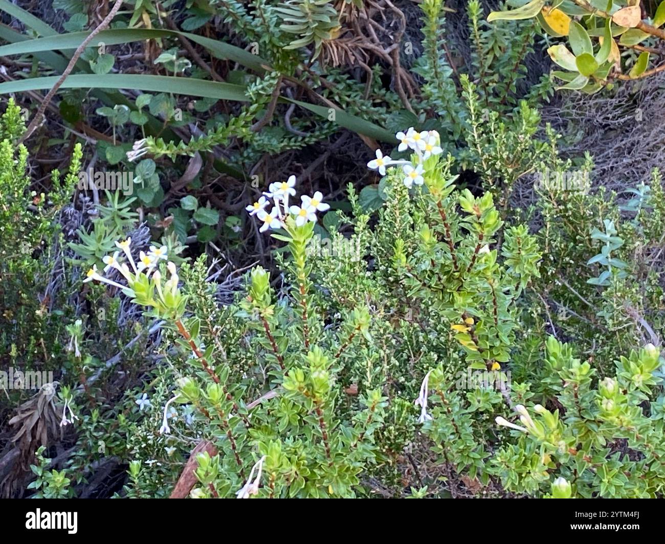 Hairyflower Capesaffron (Gnidia tomentosa Stock Photo - Alamy