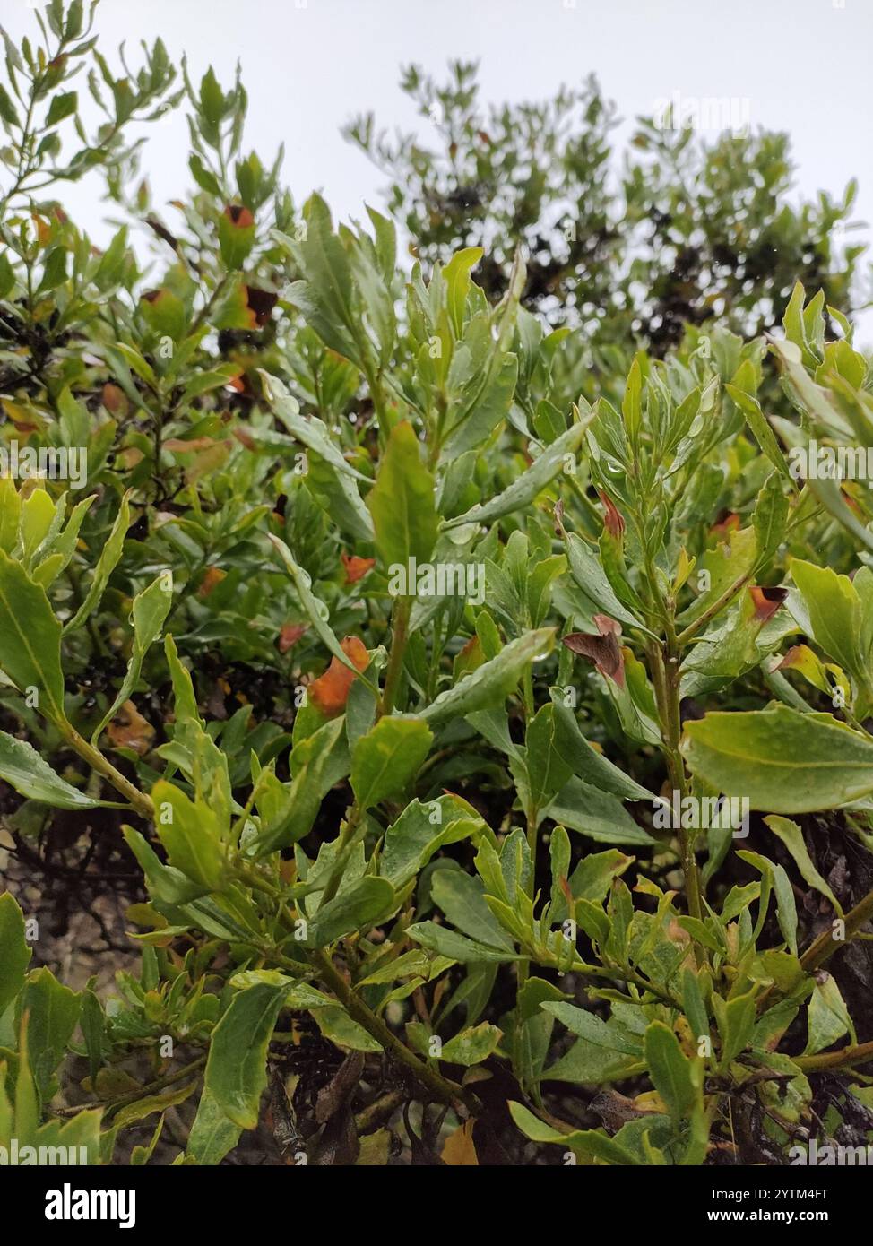 Bietou (Osteospermum moniliferum Stock Photo - Alamy