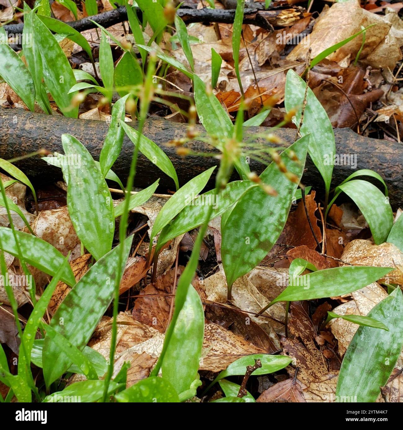 hairy woodrush (Luzula acuminata Stock Photo - Alamy