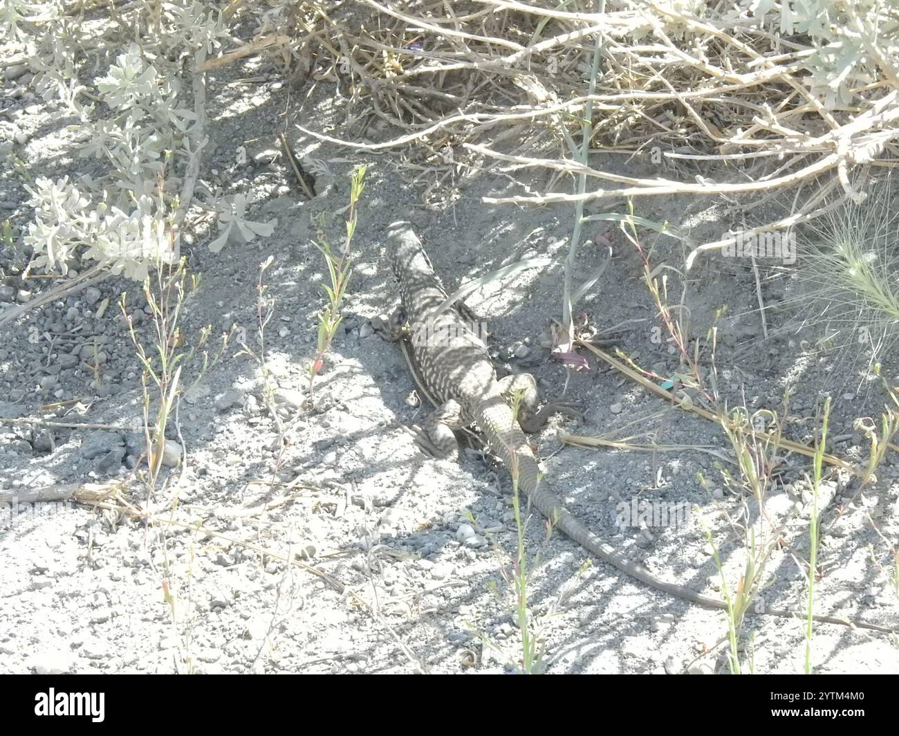 Western Whiptail (Aspidoscelis tigris Stock Photo - Alamy