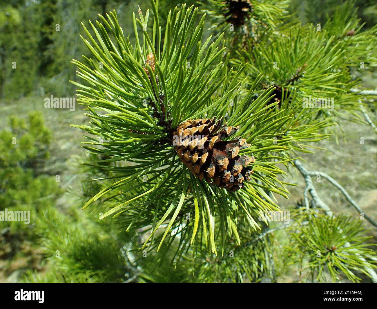 lodgepole pine (Pinus contorta Stock Photo - Alamy