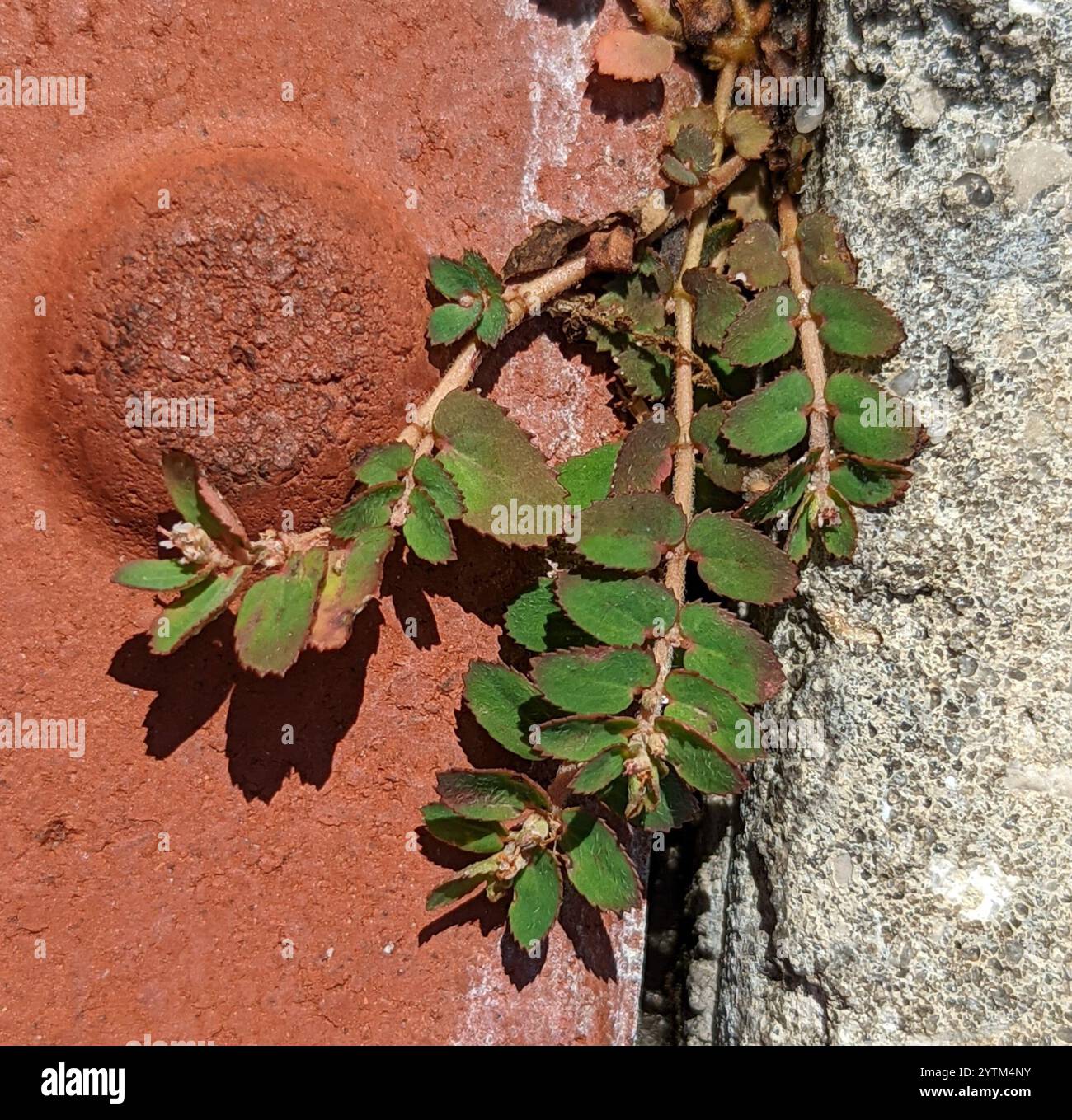 Euphorbia thymifolia hi-res stock photography and images - Alamy