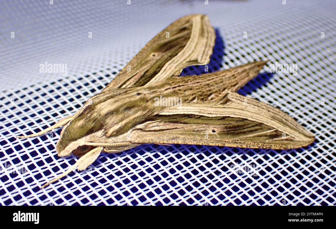 Vine Hawkmoth (Hippotion celerio Stock Photo - Alamy