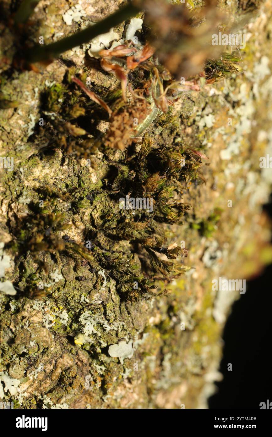 Wood Bristle-moss (Lewinskya affinis Stock Photo - Alamy