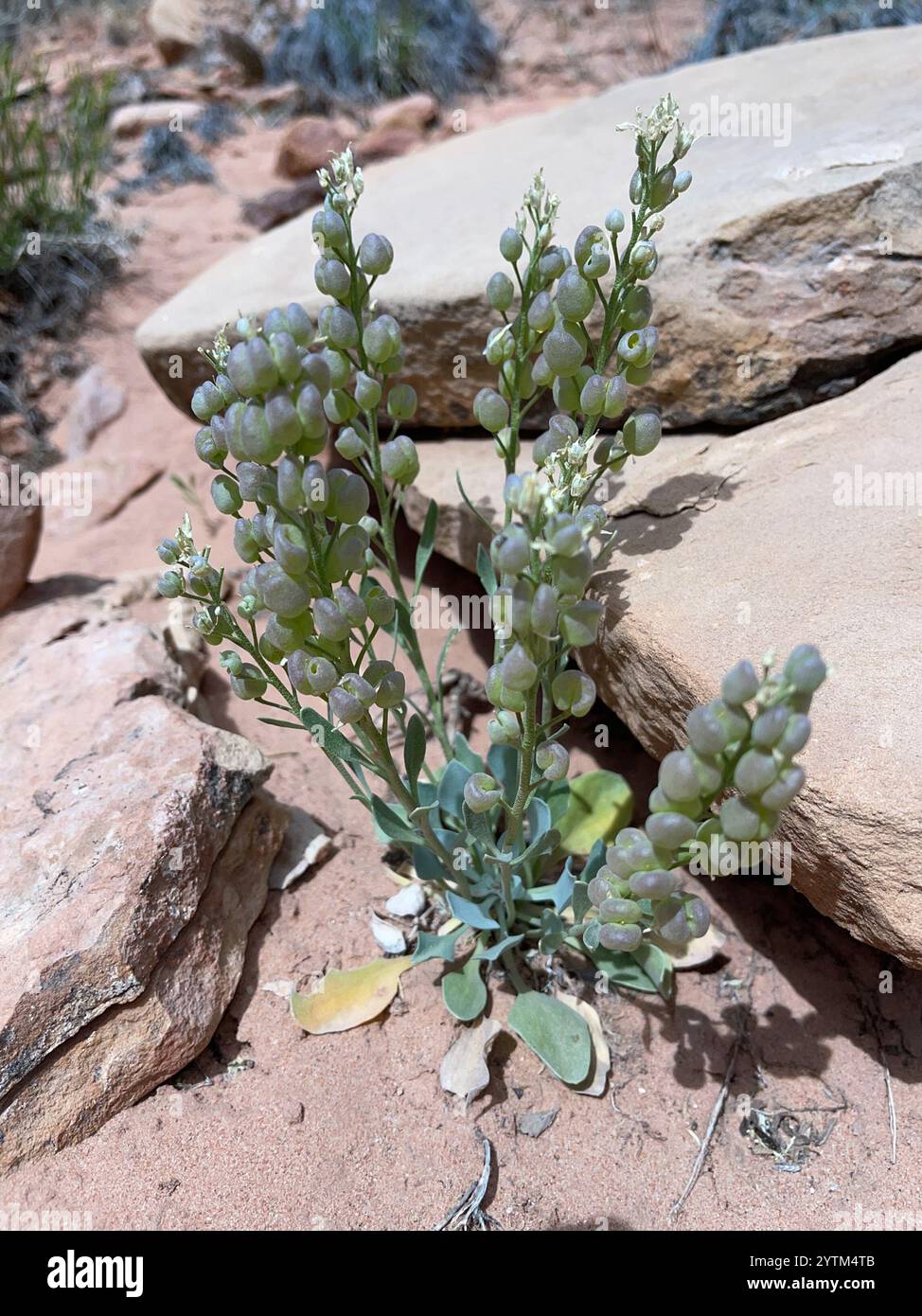 Bladderpods hi-res stock photography and images - Alamy