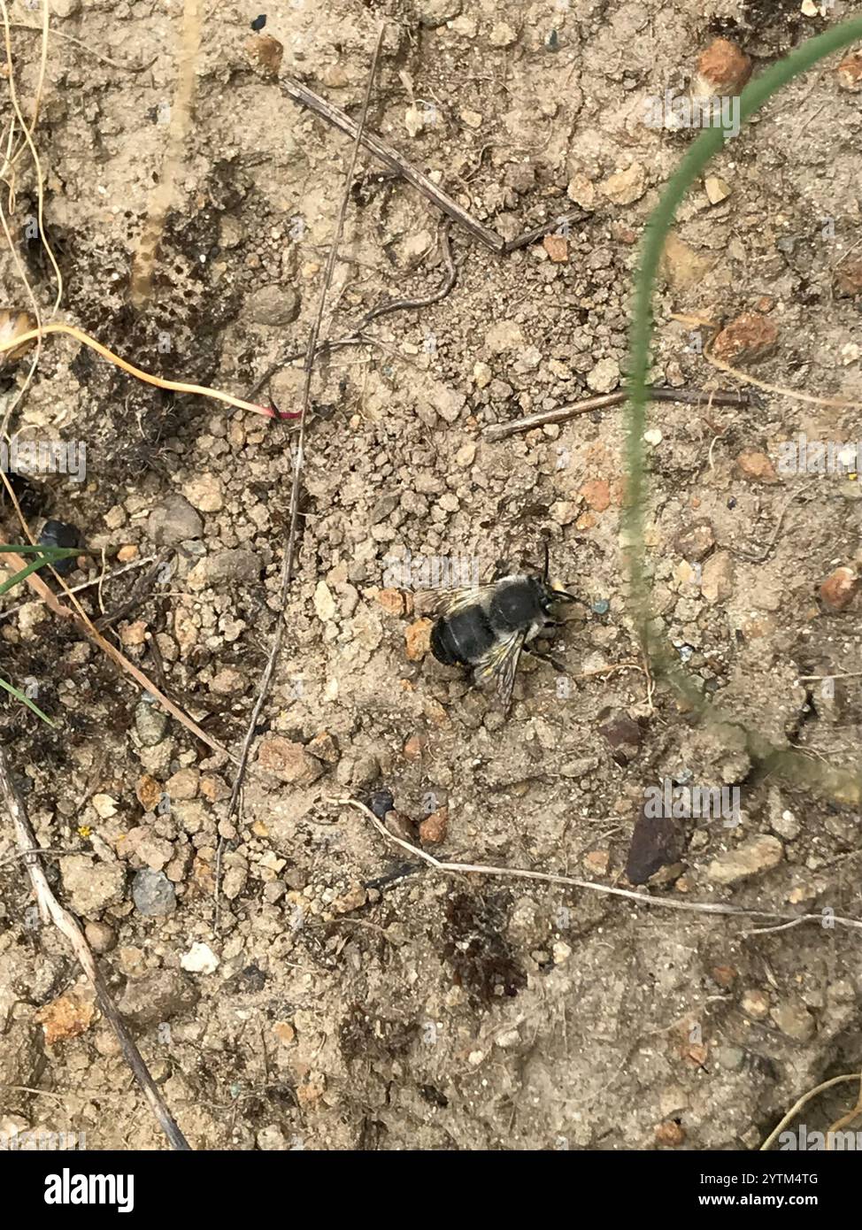 Common Digger Bees (Anthophora Stock Photo - Alamy