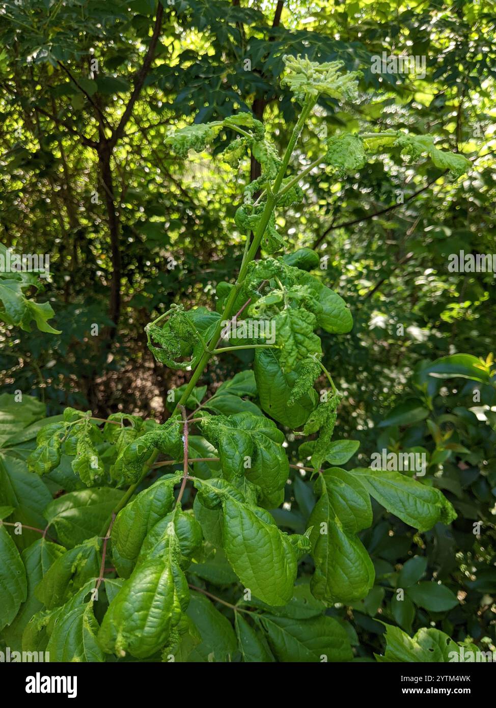 box elder pouch gall mite (Aceria negundi Stock Photo - Alamy