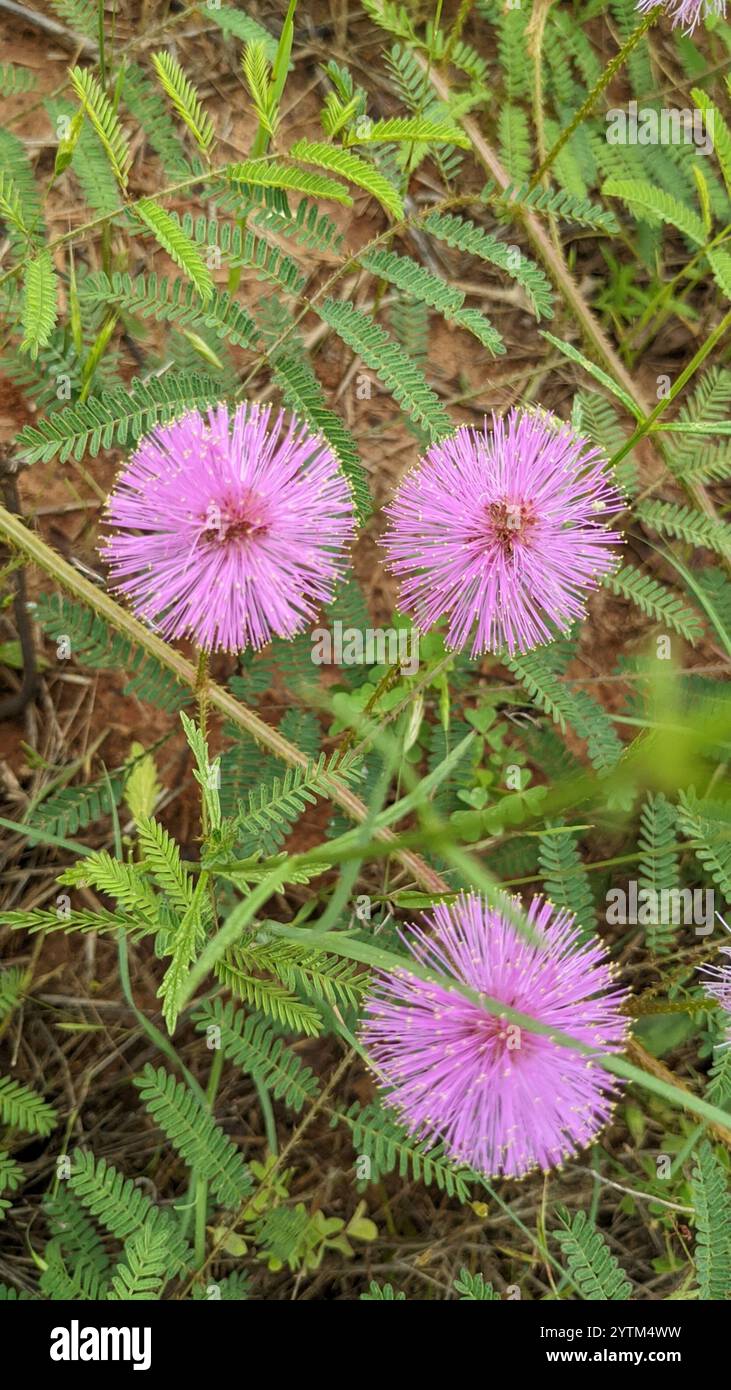 Mimosa nuttallii hi-res stock photography and images - Alamy