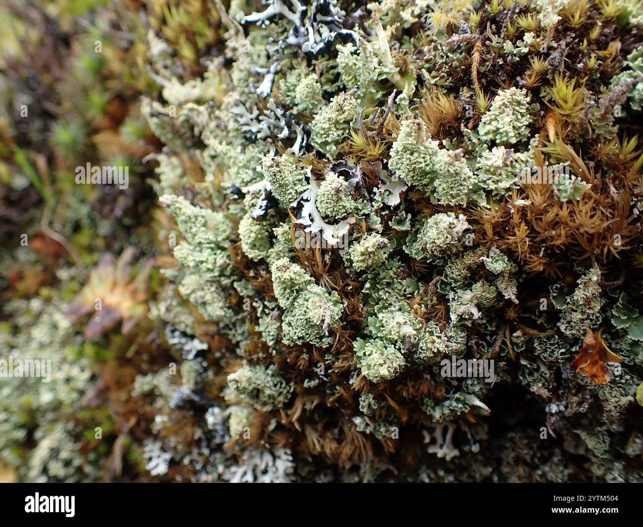pixie cup and reindeer lichens (Cladonia Stock Photo - Alamy