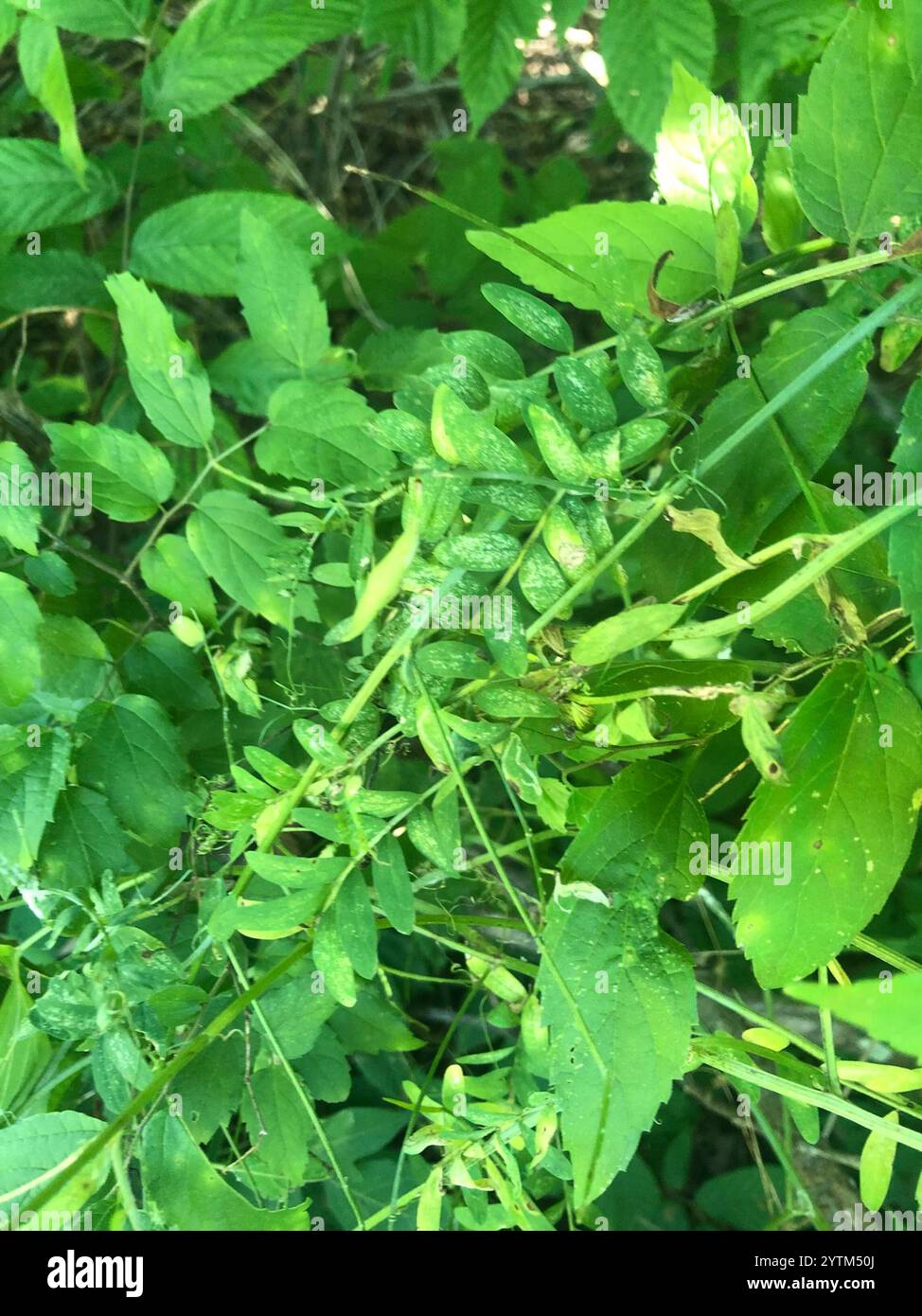 Carolina Vetch (Vicia caroliniana Stock Photo - Alamy