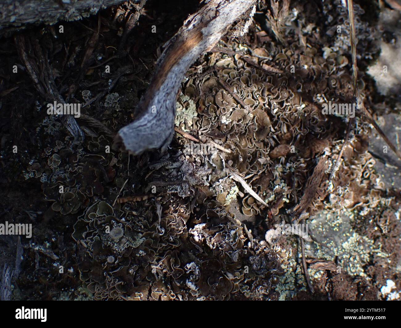 scale lichens and allies (Psoraceae Stock Photo - Alamy