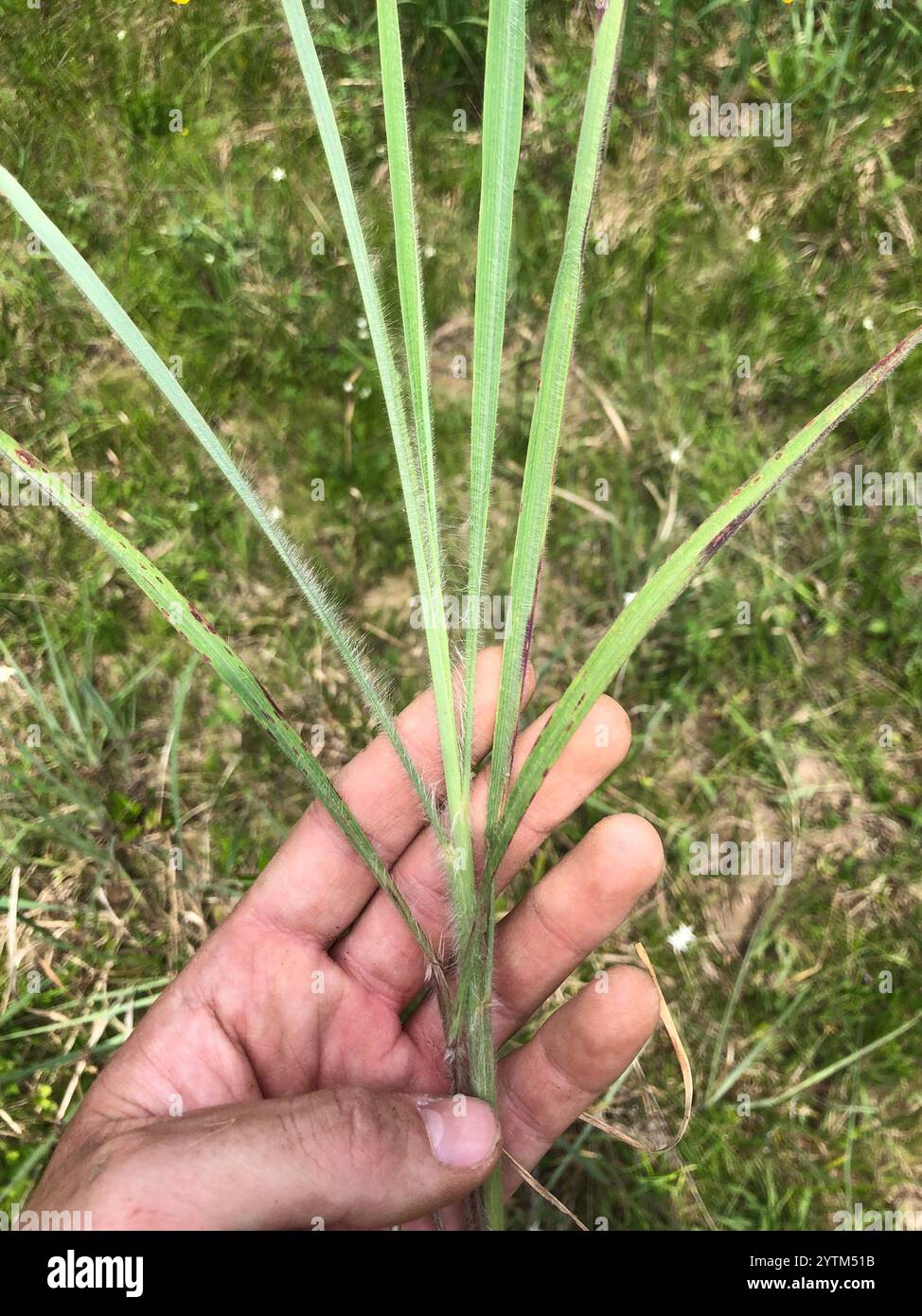 Florida paspalum (Paspalum floridanum Stock Photo - Alamy