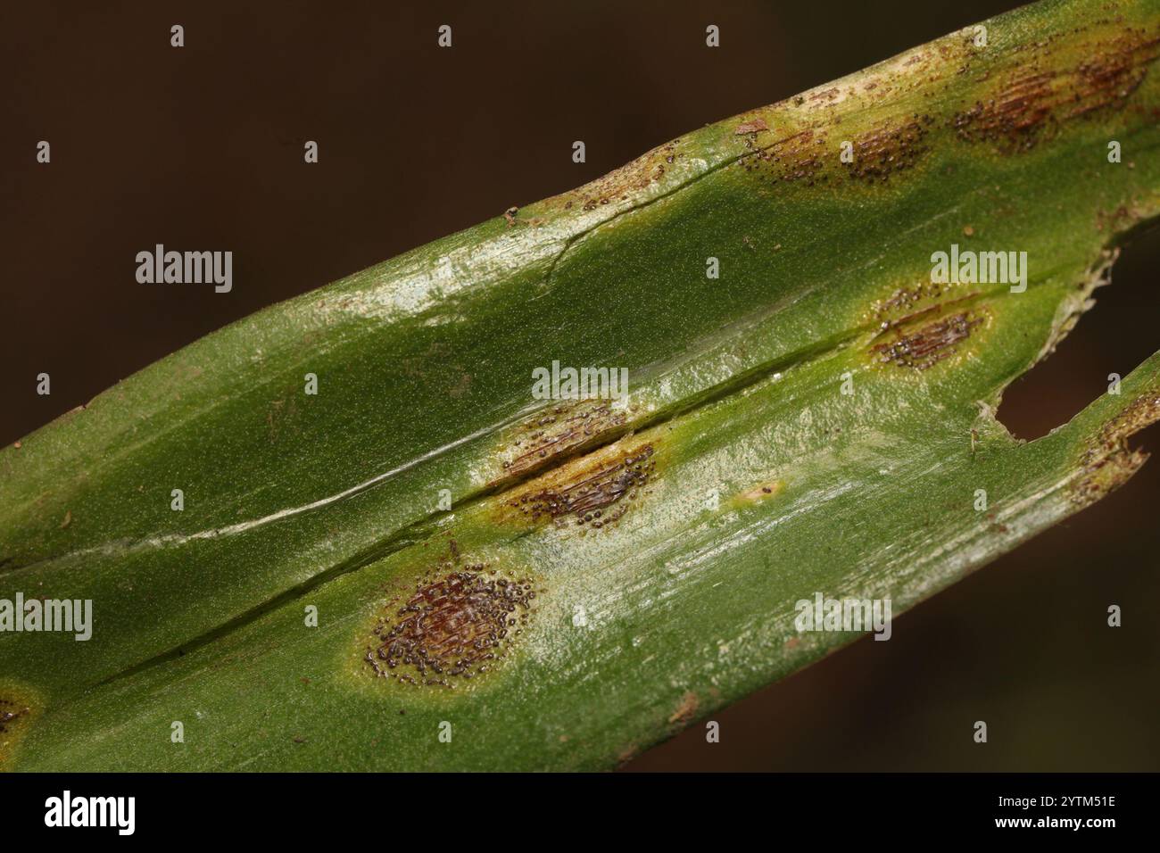 Bluebell rust (Uromyces hyacinthi Stock Photo - Alamy