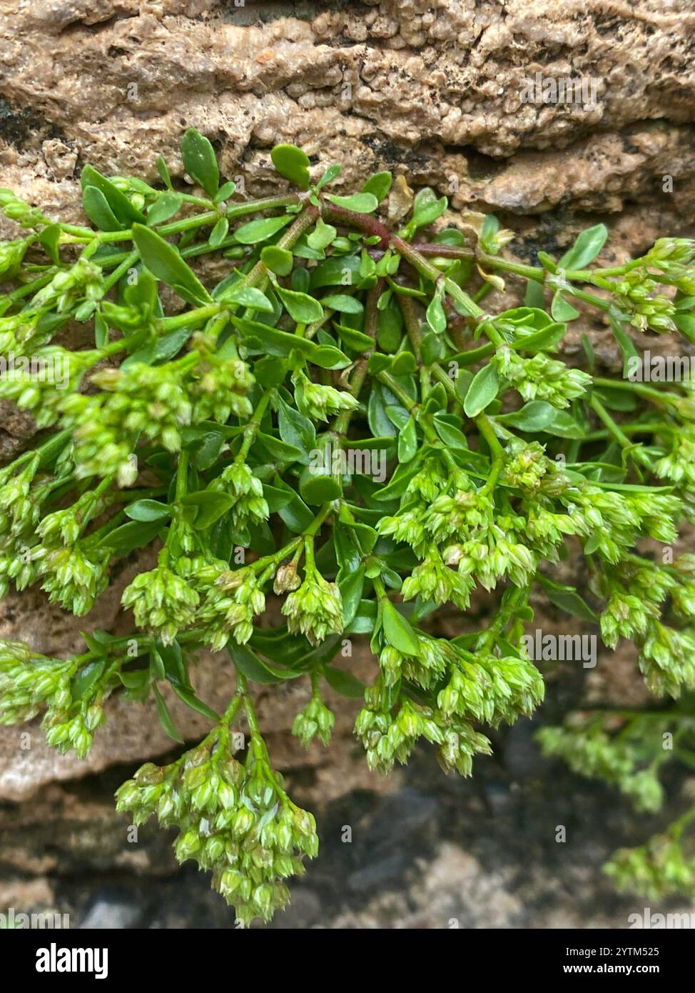 fourleaf manyseed (Polycarpon tetraphyllum Stock Photo - Alamy