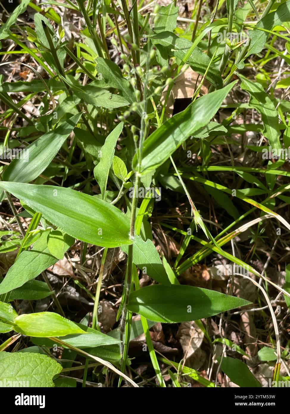 Witchgrass hi-res stock photography and images - Alamy