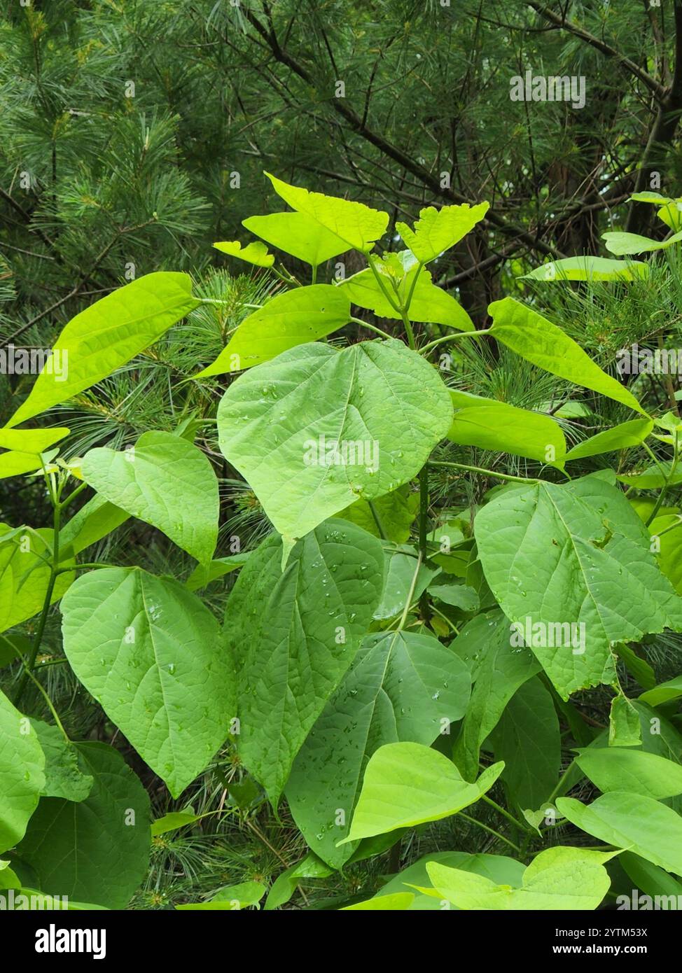 princess tree (Paulownia tomentosa Stock Photo - Alamy