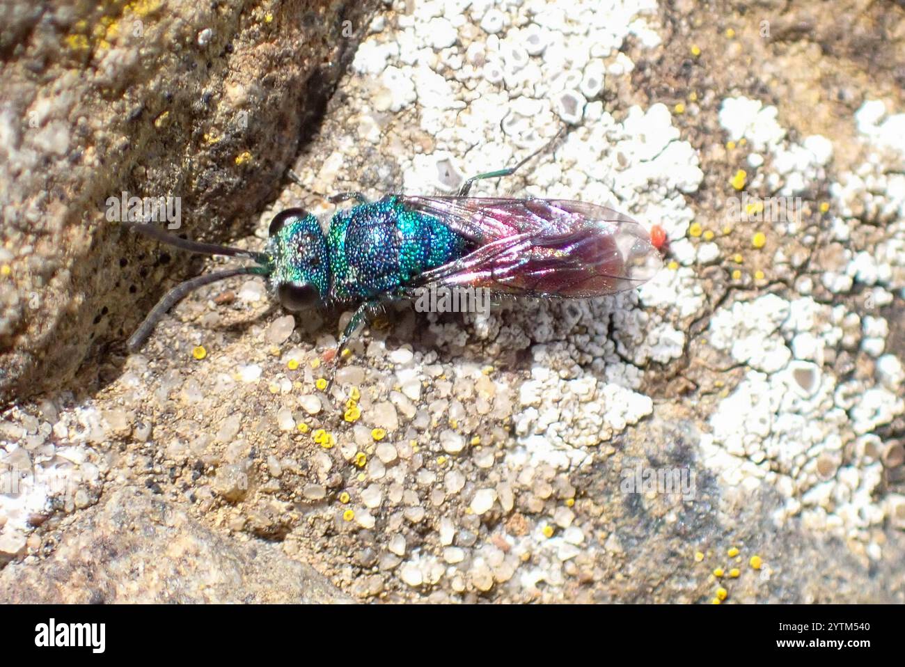 Ruby-tailed Cuckoo Wasps (Chrysis ignita Stock Photo - Alamy