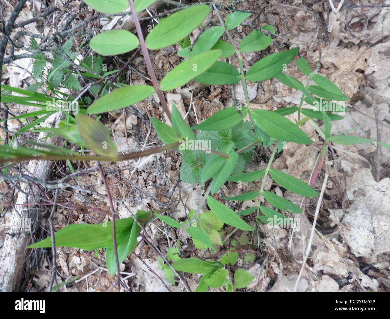 Pisiform grass-pea (Lathyrus pisiformis Stock Photo - Alamy