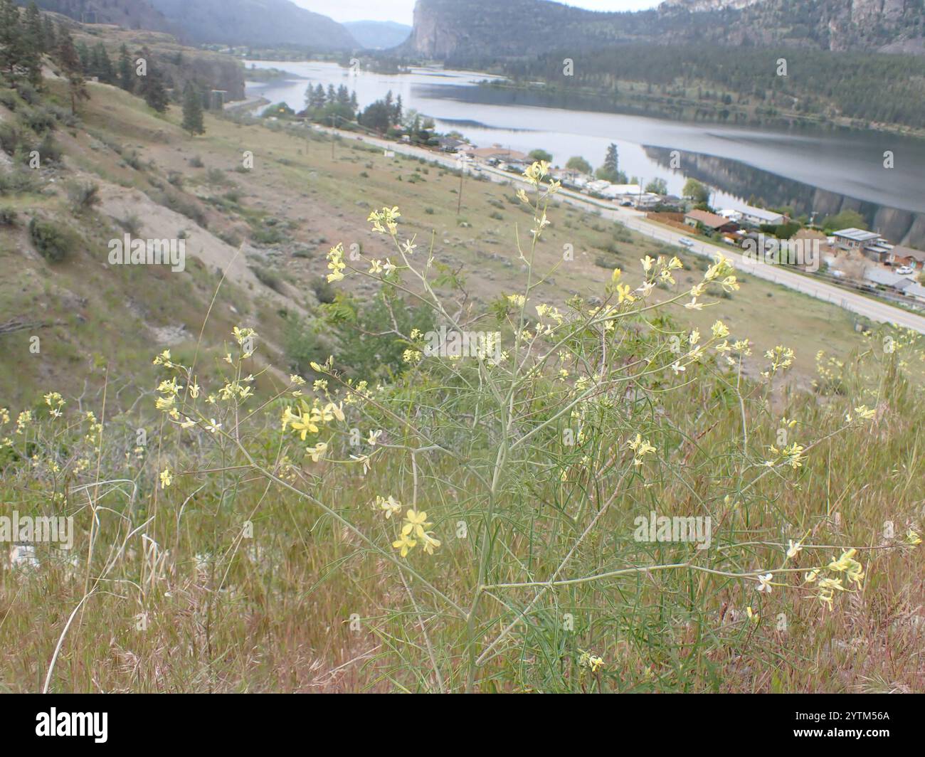 Tall Tumblemustard (Sisymbrium altissimum Stock Photo - Alamy