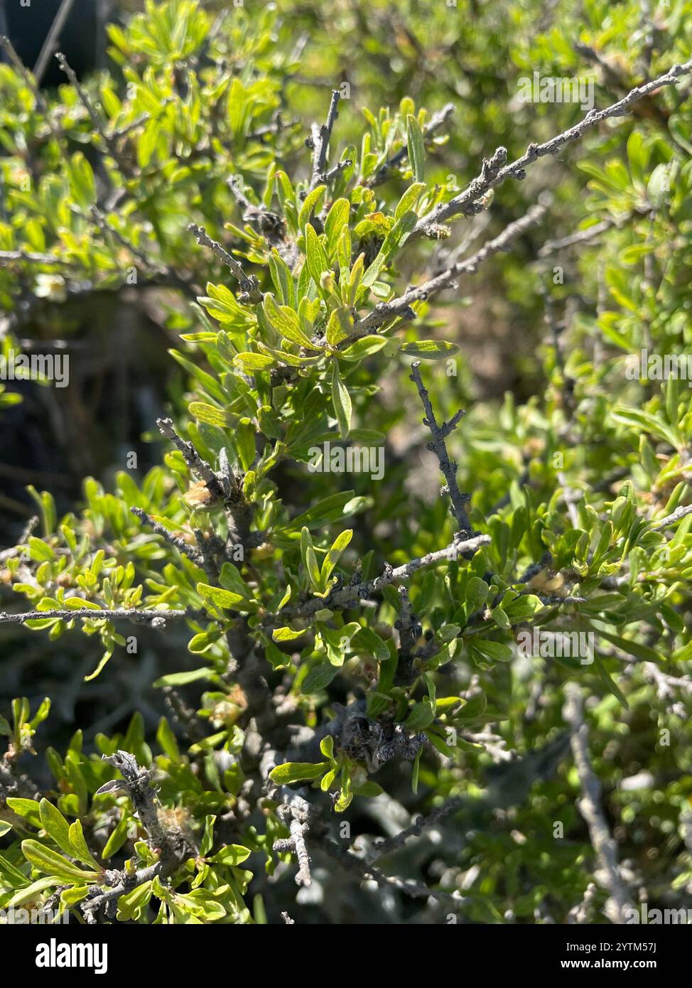 sand almond (Prunus fasciculata punctata Stock Photo - Alamy