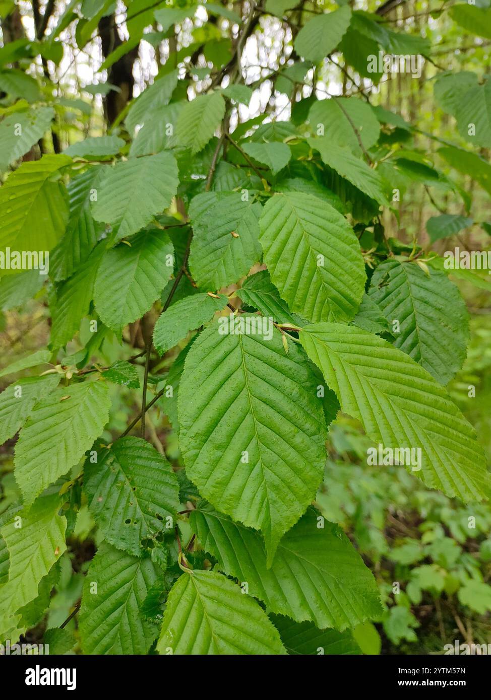 European Hornbeam (Carpinus betulus Stock Photo - Alamy