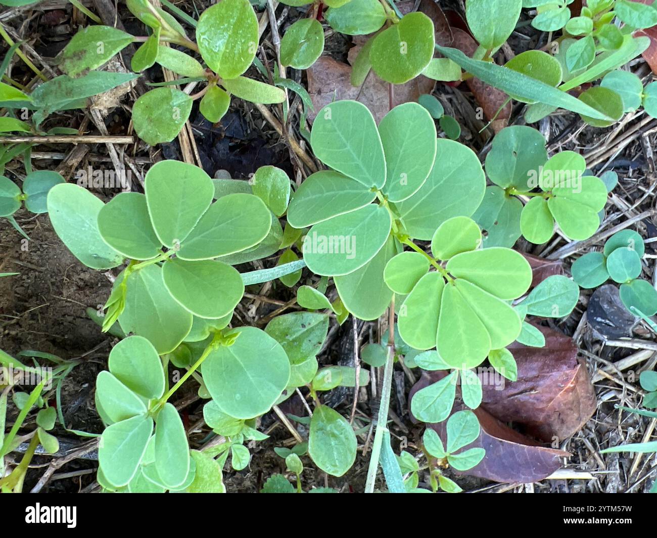 American Sicklepod (Senna obtusifolia Stock Photo - Alamy