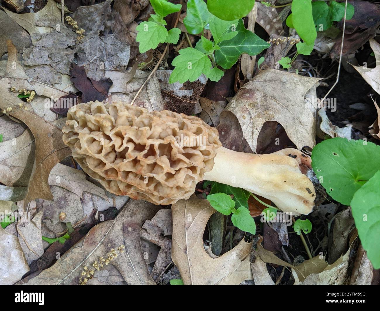 true morels (Morchella Stock Photo - Alamy