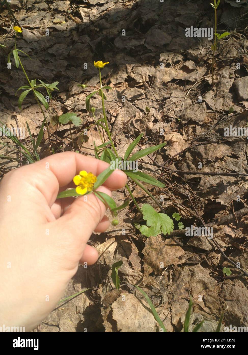 One-leaf buttercup (Ranunculus monophyllus Stock Photo - Alamy