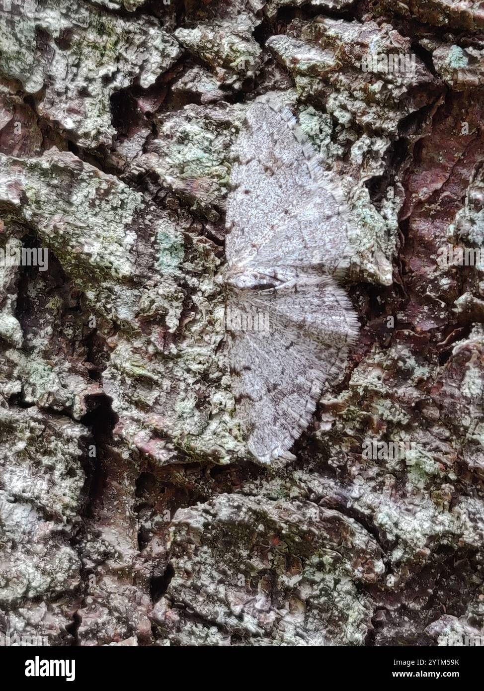 Grey birch moth hi-res stock photography and images - Alamy