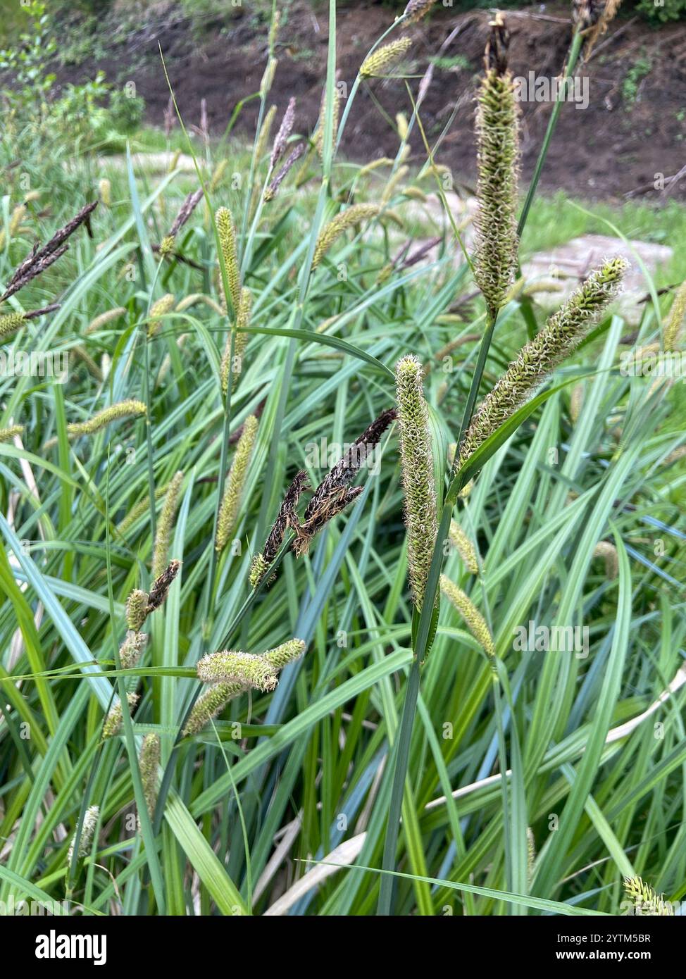 lesser pond sedge (Carex acutiformis Stock Photo - Alamy