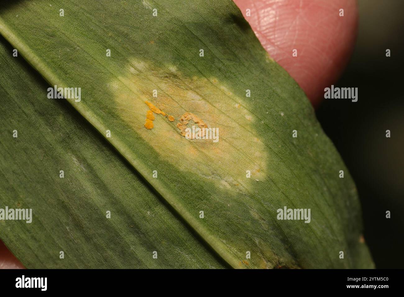 Allii hi-res stock photography and images - Alamy