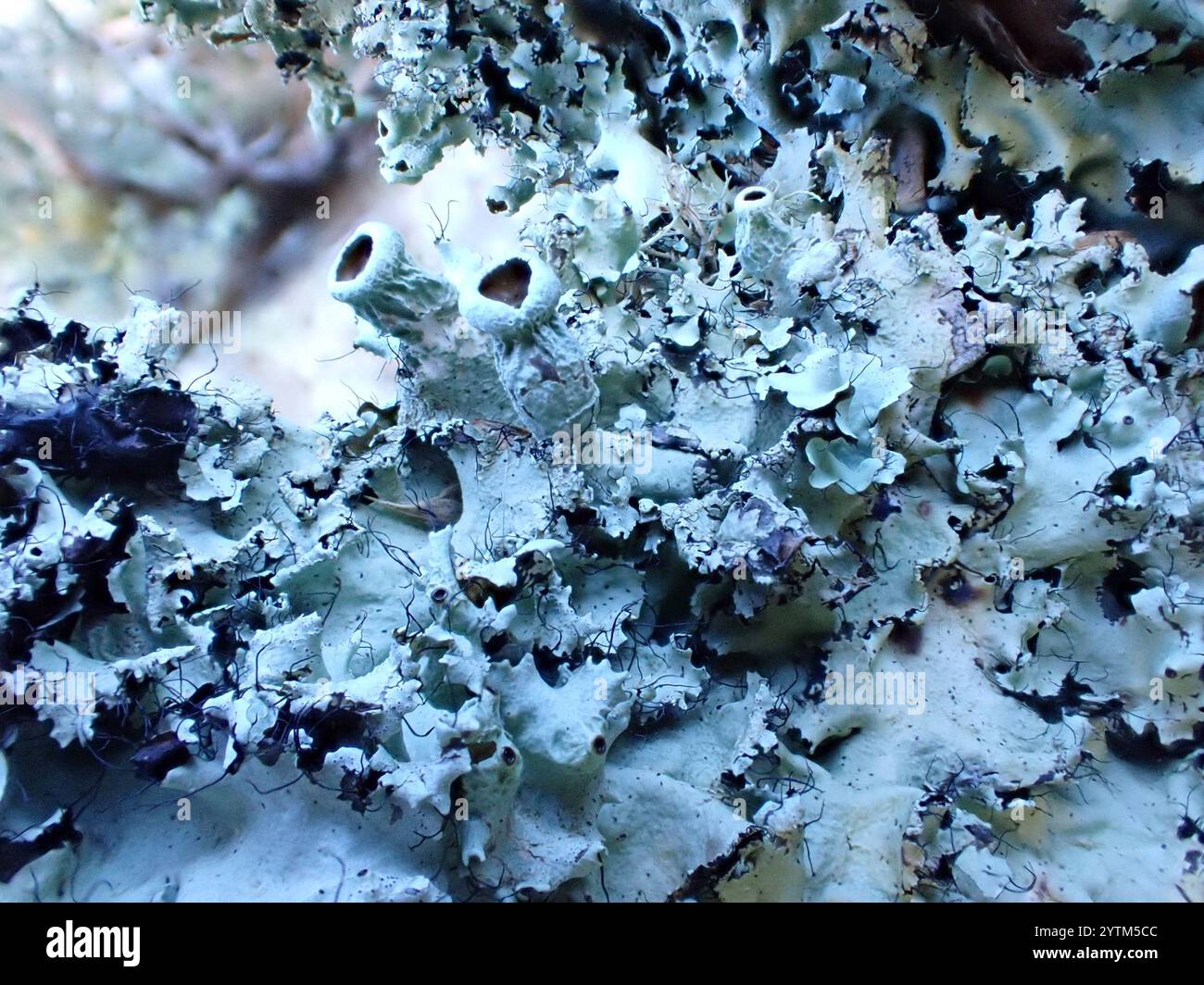 Ruffle Lichens (Parmotrema Stock Photo - Alamy
