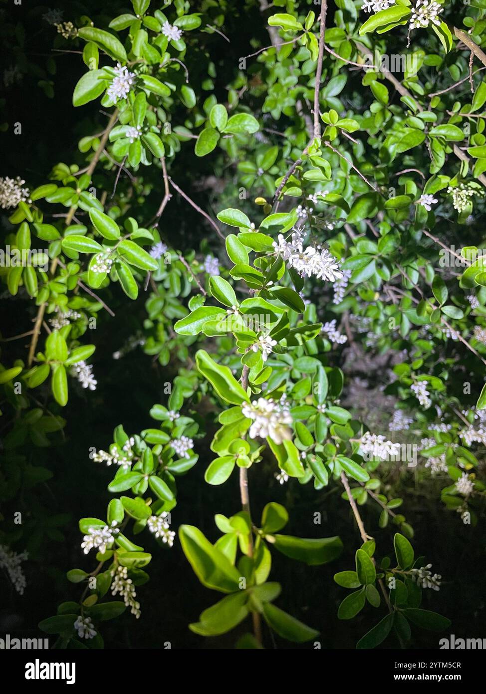 Chinese privet (Ligustrum sinense Stock Photo - Alamy