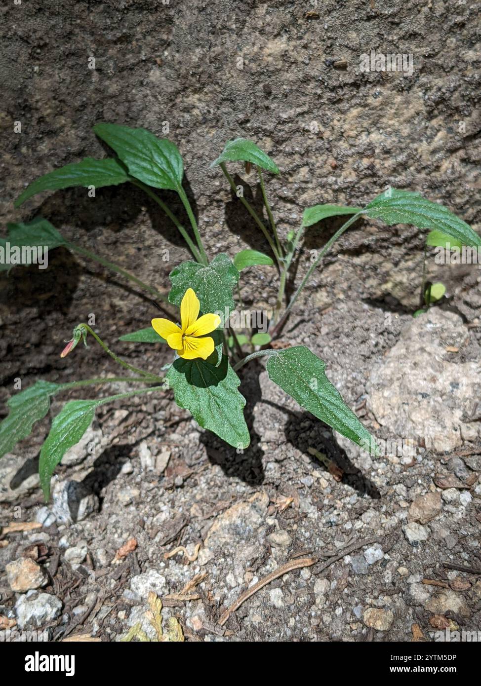 Viola pinetorum hi-res stock photography and images - Alamy