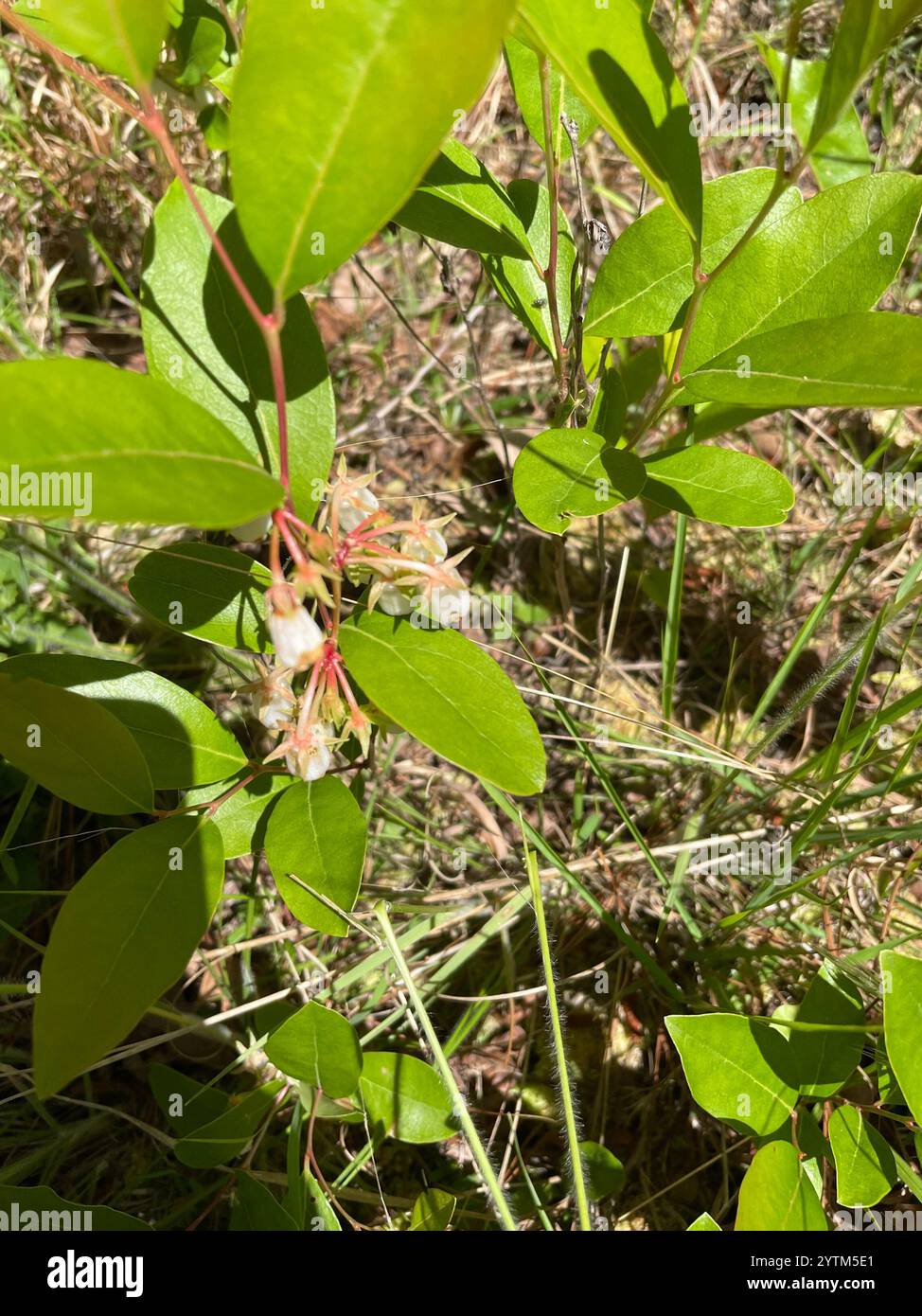 staggerbush (Lyonia mariana Stock Photo - Alamy