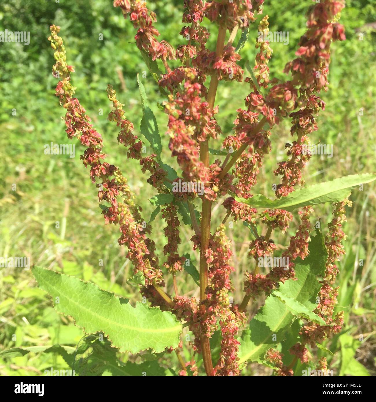 docks and sorrels (Rumex Stock Photo - Alamy