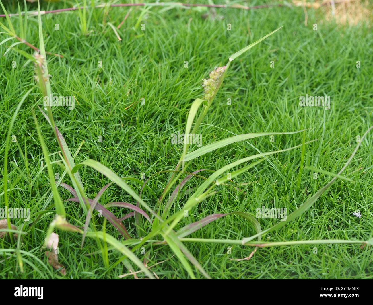 Southern Sandbur (Cenchrus echinatus Stock Photo - Alamy