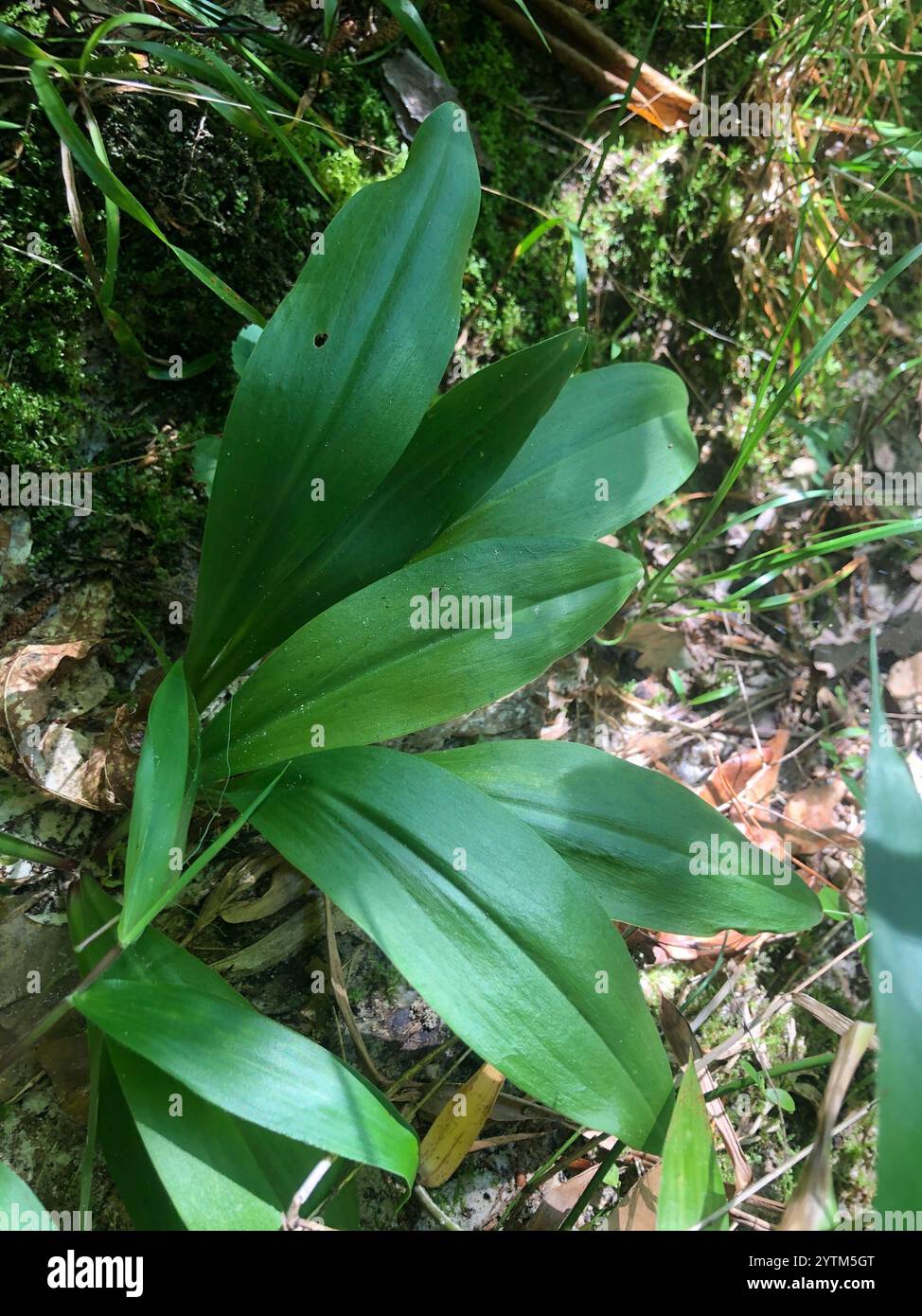 devil's bit (Chamaelirium luteum Stock Photo - Alamy