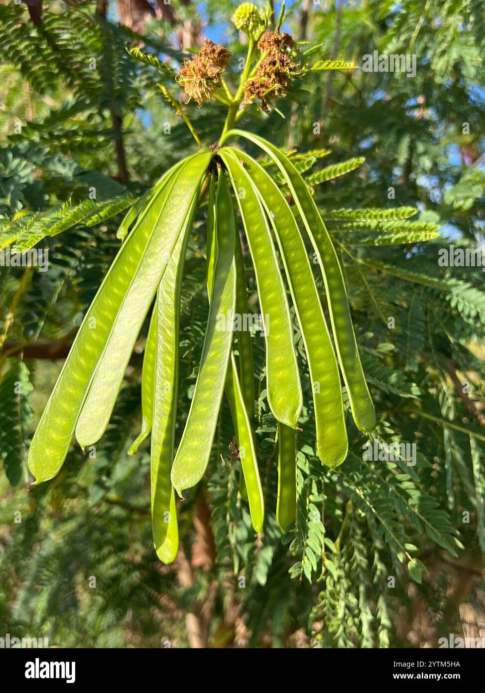 White leadtree (Leucaena leucocephala Stock Photo - Alamy