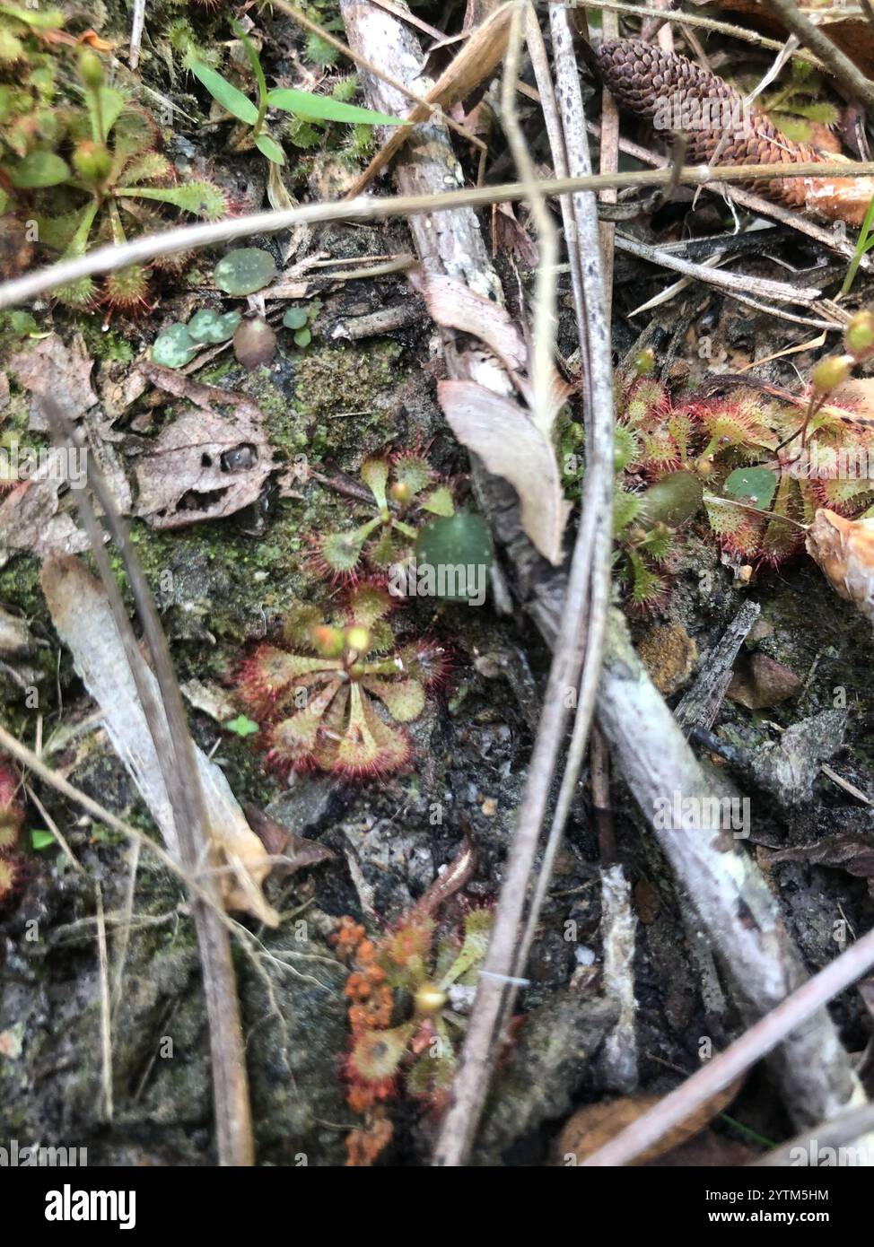 dwarf sundew (Drosera brevifolia Stock Photo - Alamy