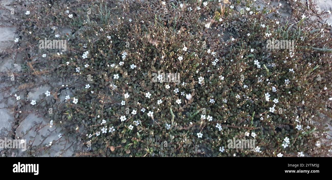 Sea Primrose (Samolus repens Stock Photo - Alamy