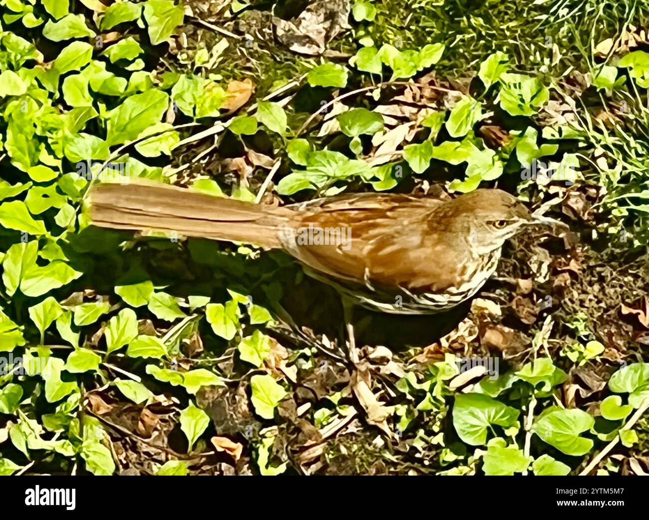 Brown Thrasher (Toxostoma rufum Stock Photo - Alamy
