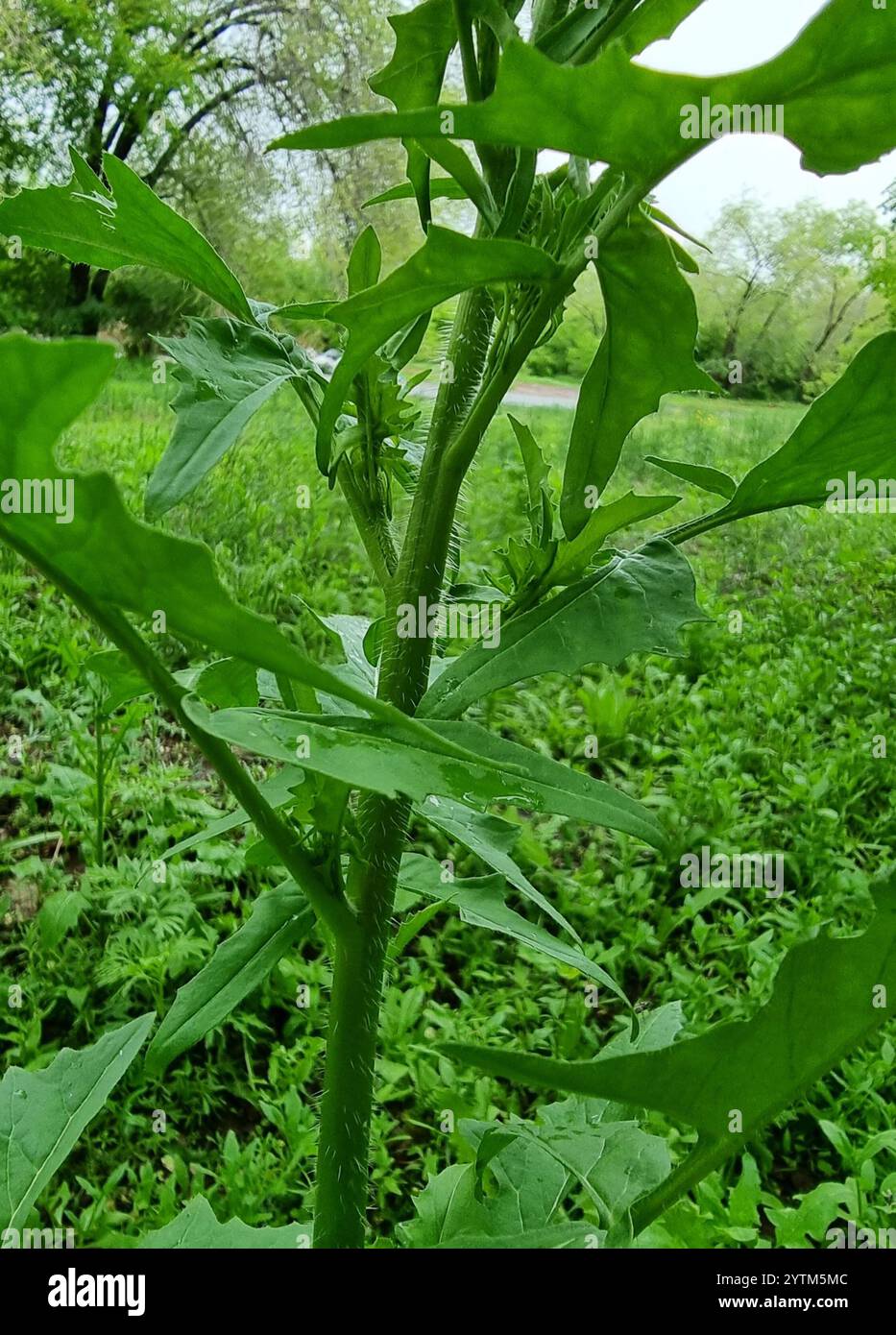 False london rocket hi-res stock photography and images - Alamy