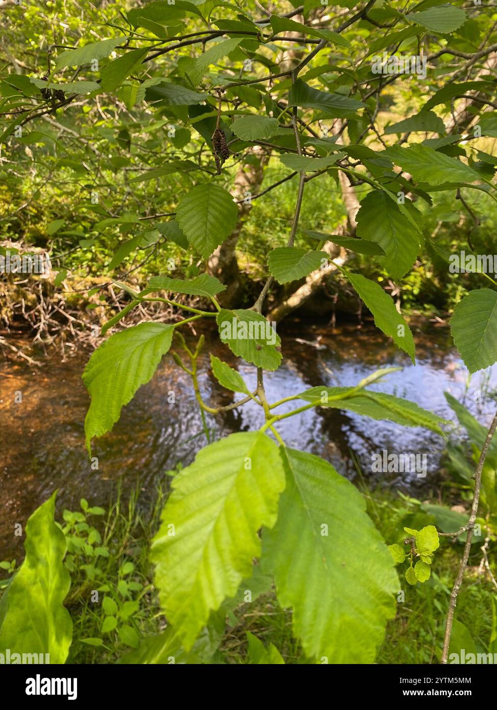 Red Alder (Alnus rubra Stock Photo - Alamy