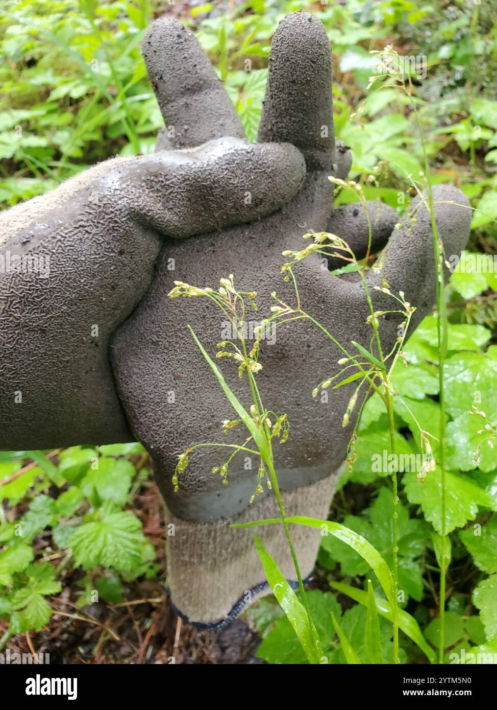 Small-flower Woodrush (Luzula parviflora Stock Photo - Alamy