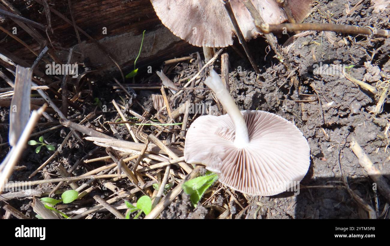 Common Stump Brittlestem (Psathyrella piluliformis Stock Photo - Alamy
