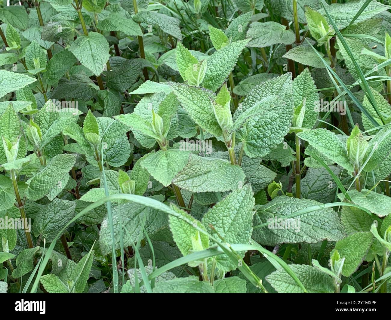 Coastal Hedge-nettle (Stachys chamissonis Stock Photo - Alamy