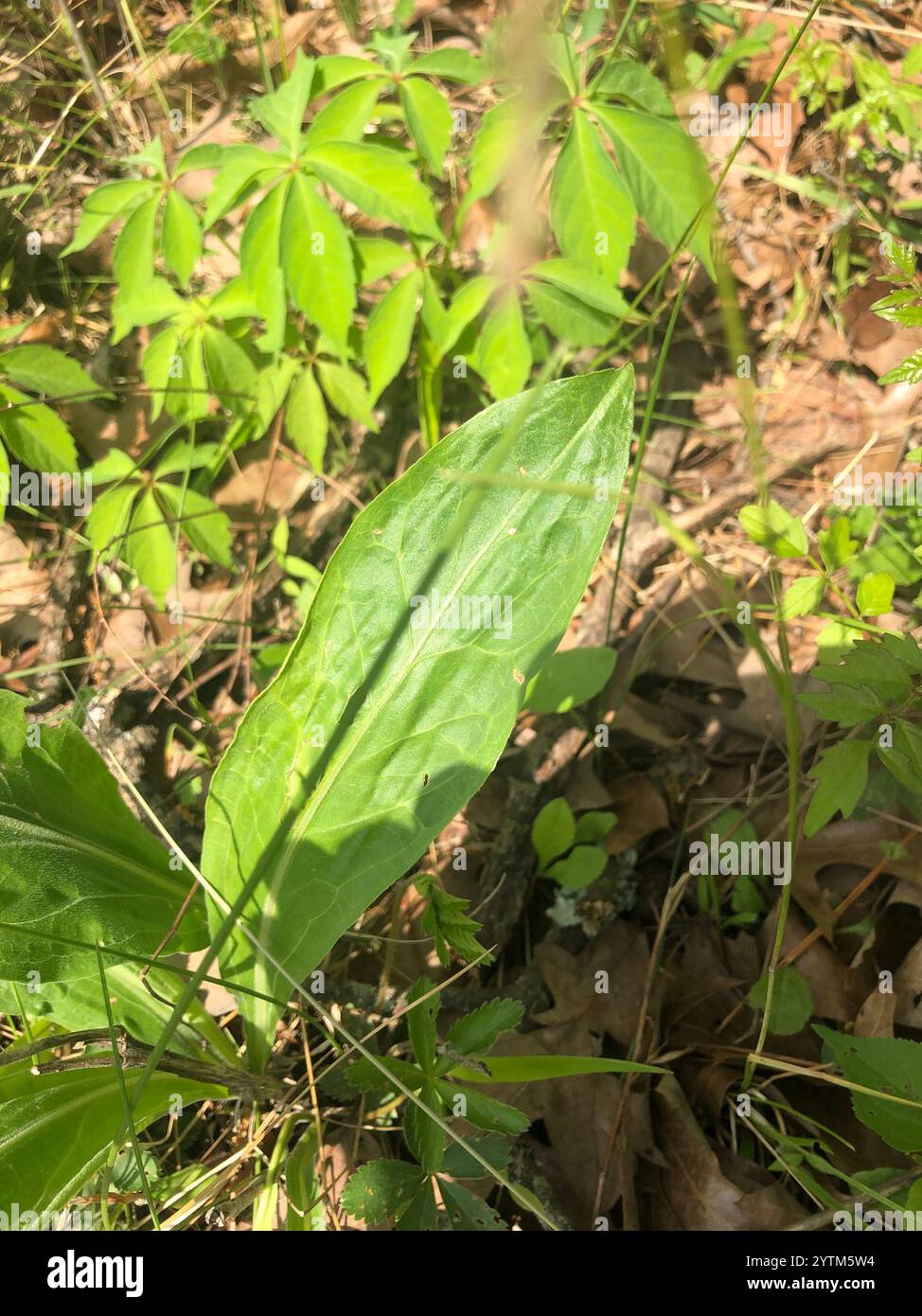 Appalachian blazing star hi-res stock photography and images - Alamy