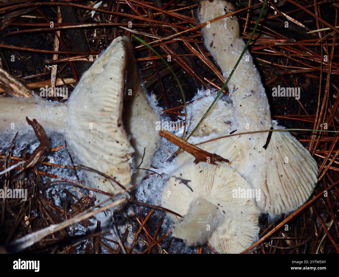 Primrose Brittlegill (Russula sardonia Stock Photo - Alamy